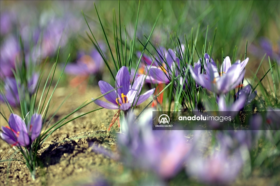 Los hermosos campos de azafrán en Karabuk, Turquía - Anadolu Ajansı