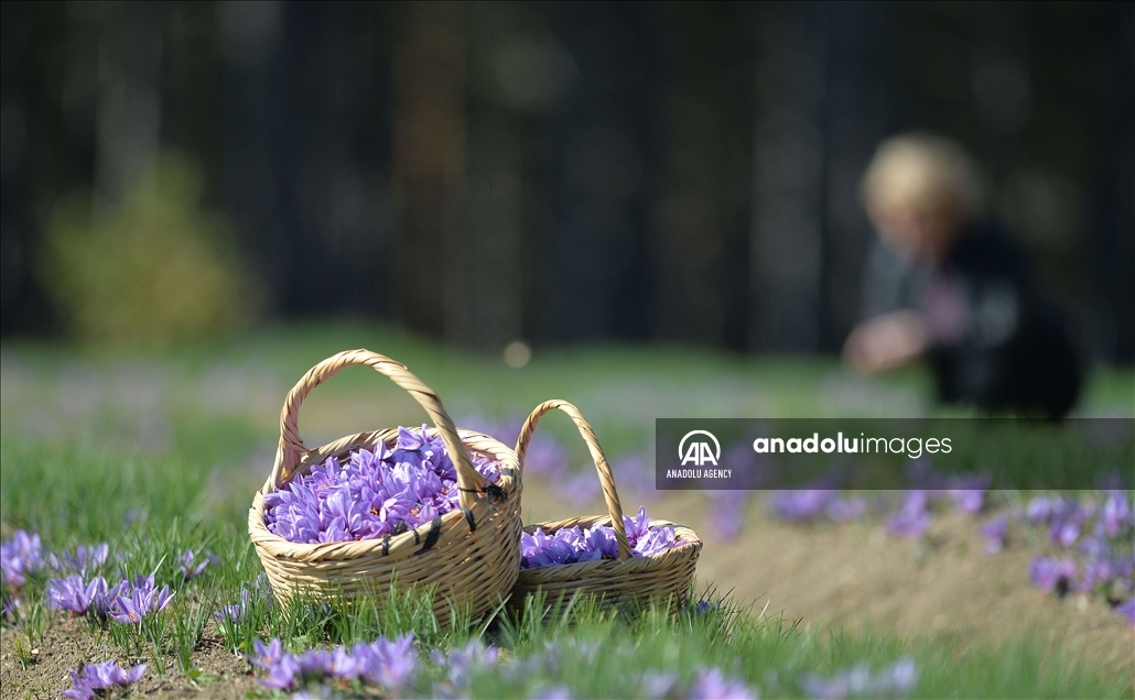 Los hermosos campos de azafrán en Karabuk, Turquía - Anadolu Ajansı