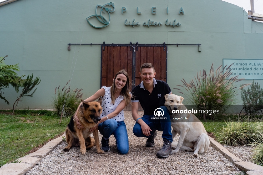 Pleia, una opción para despedirse de las mascotas de forma responsable ...