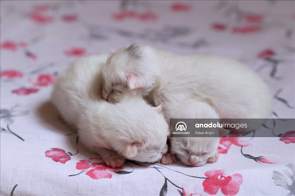 Türkiye 7 kedi türüne ev sahipliği yapıyor - Anadolu Ajansı