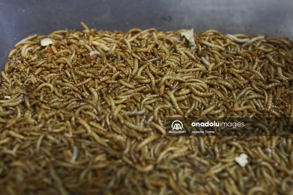 Insectos, la proteína del mañana que está siendo desarrollada por un grupo de ingenieros en ...