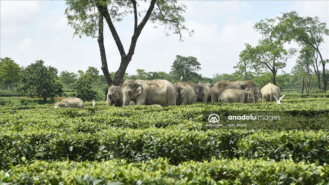 Hindistan'da Asya fili sürüsü - Anadolu Ajansı