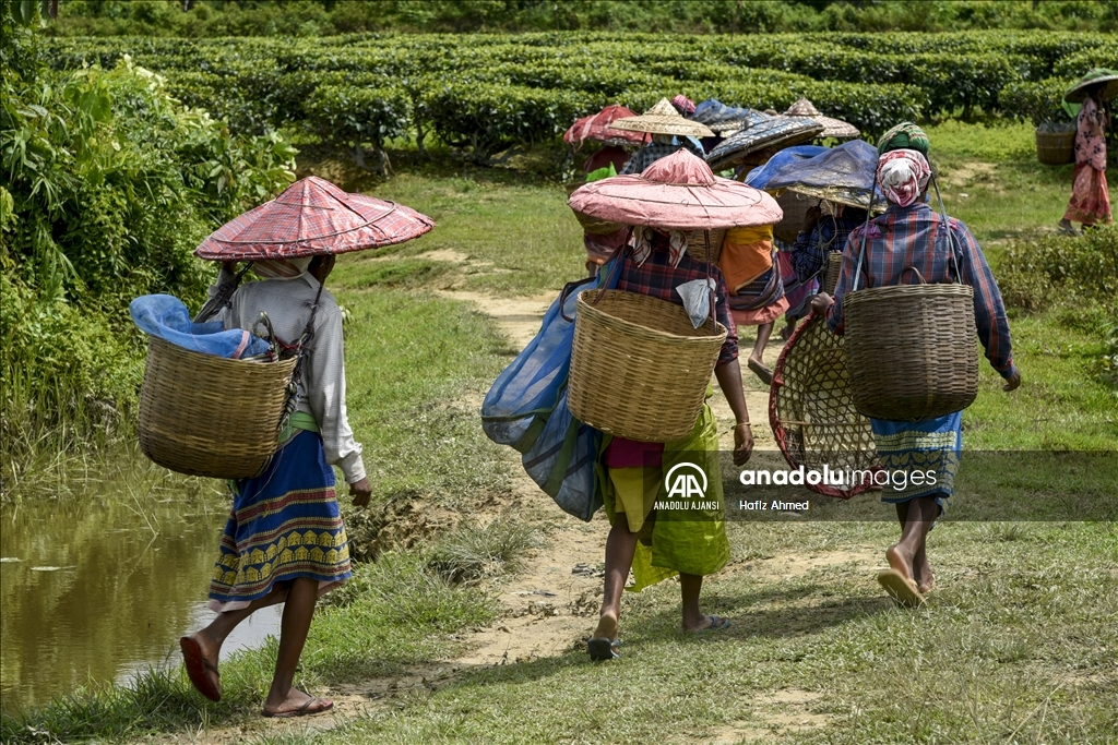 Hindistan'da Asya fili sürüsü - Anadolu Ajansı
