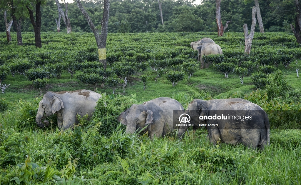 Hindistan'da Asya fili sürüsü - Anadolu Ajansı