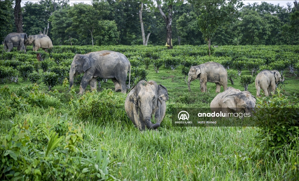 Hindistan'da Asya fili sürüsü - Anadolu Ajansı