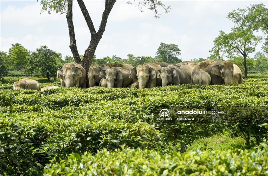 Hindistan'da Asya fili sürüsü - Anadolu Ajansı