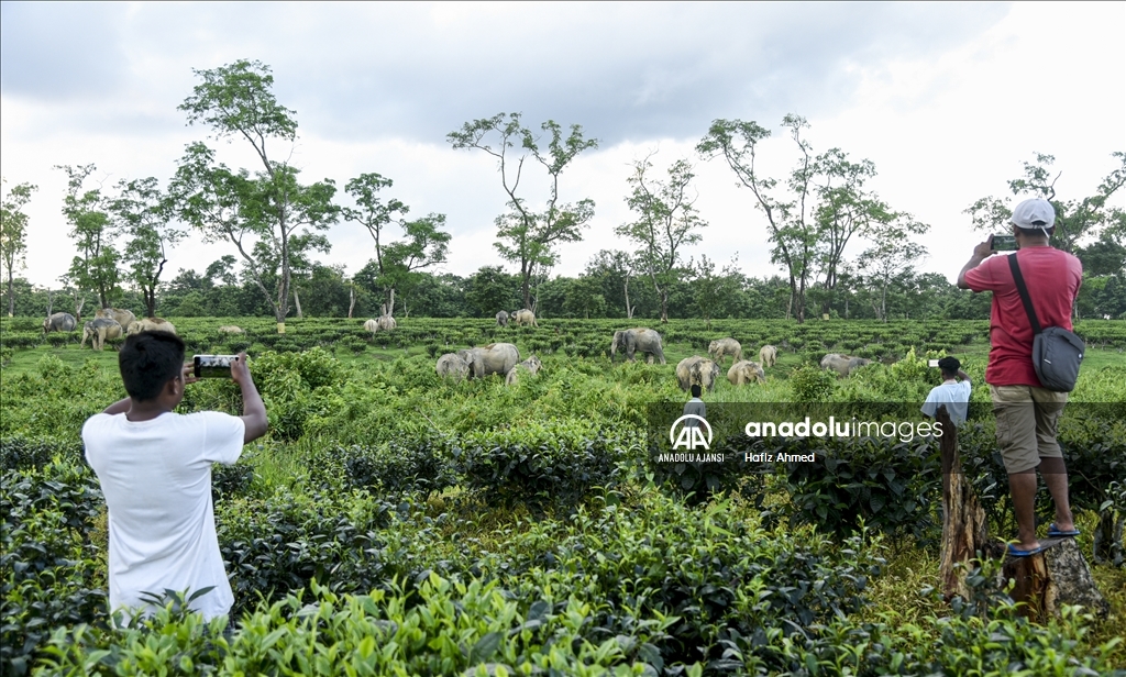 Hindistan'da Asya fili sürüsü - Anadolu Ajansı