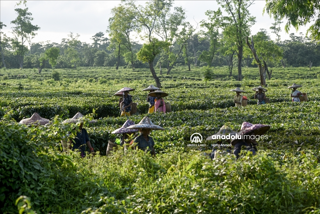 Hindistan'da Asya fili sürüsü - Anadolu Ajansı