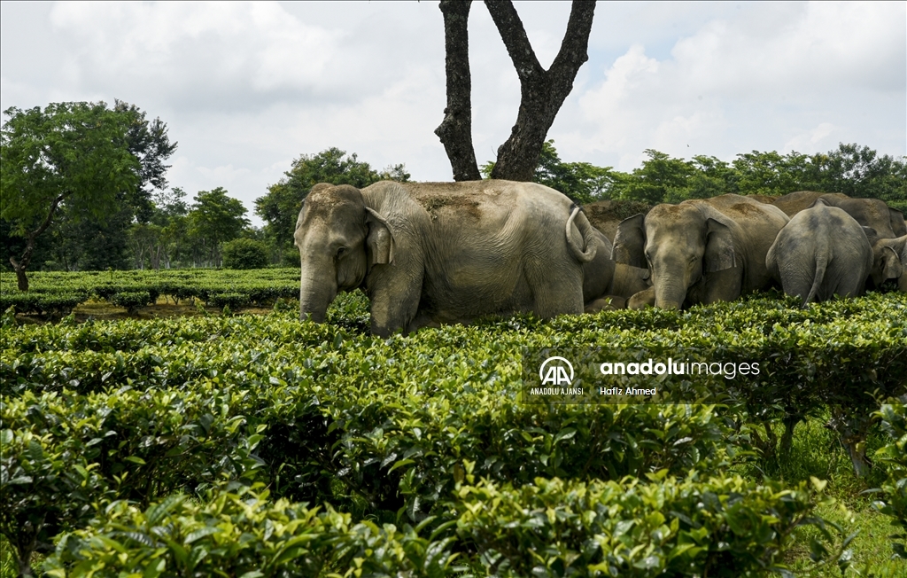 Hindistan'da Asya fili sürüsü - Anadolu Ajansı