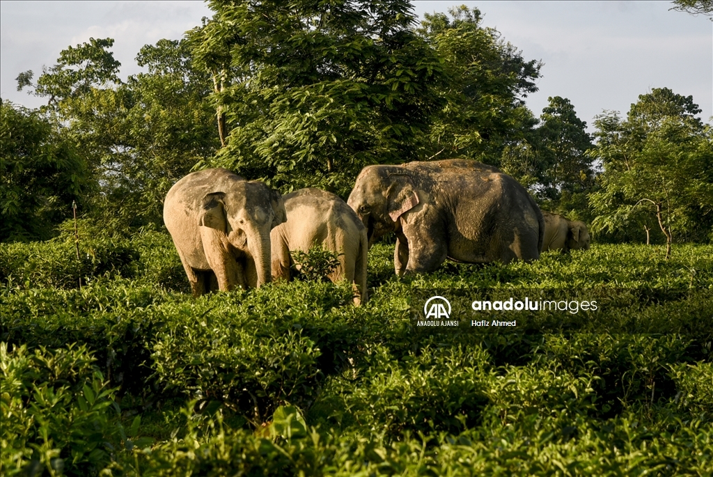 Hindistan'da Asya fili sürüsü - Anadolu Ajansı