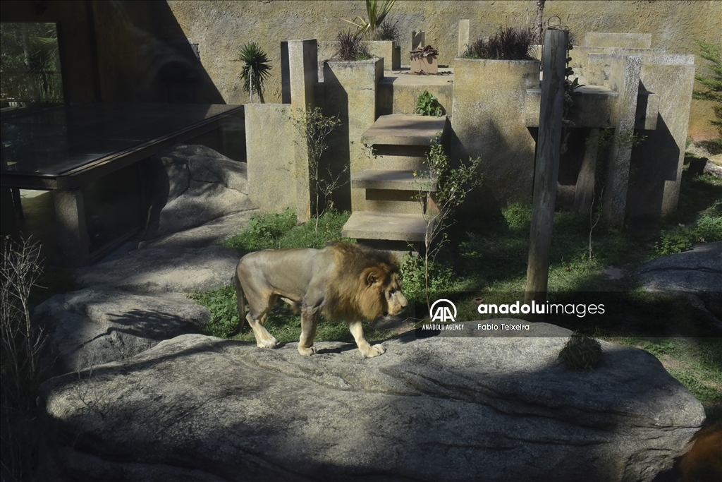 World Lion Day in Rio de Janeiro Brazil - Anadolu Ajansı