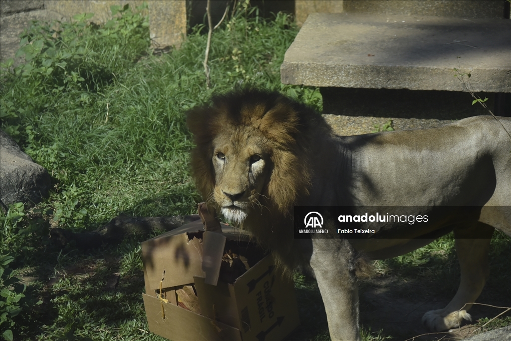 World Lion Day in Rio de Janeiro Brazil - Anadolu Ajansı