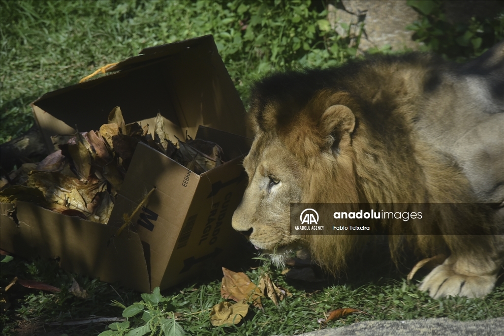 World Lion Day in Rio de Janeiro Brazil - Anadolu Ajansı