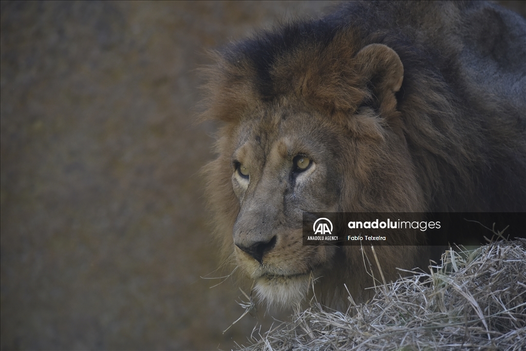 World Lion Day in Rio de Janeiro Brazil - Anadolu Ajansı