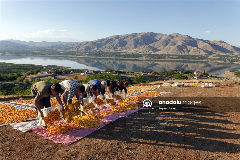 Malatya'dan 20 günde 16 milyon dolarlık kuru kayısı ihracatı - Anadolu ...