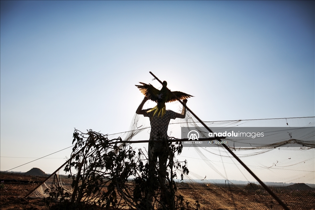 Bird hunting in Gaza - Anadolu Ajansı