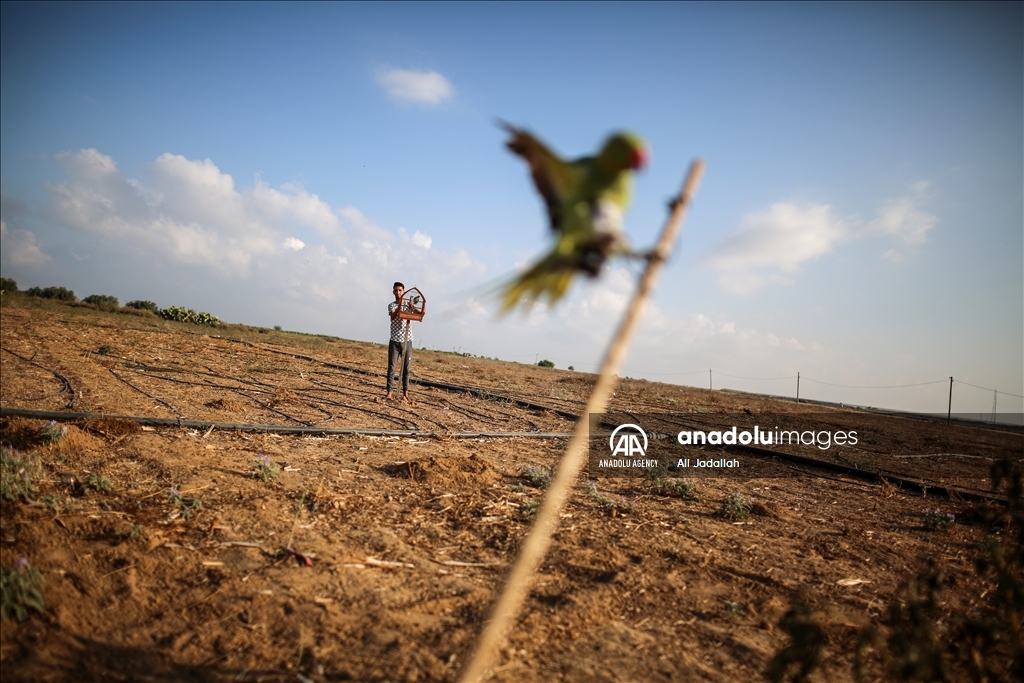 Bird hunting in Gaza - Anadolu Ajansı