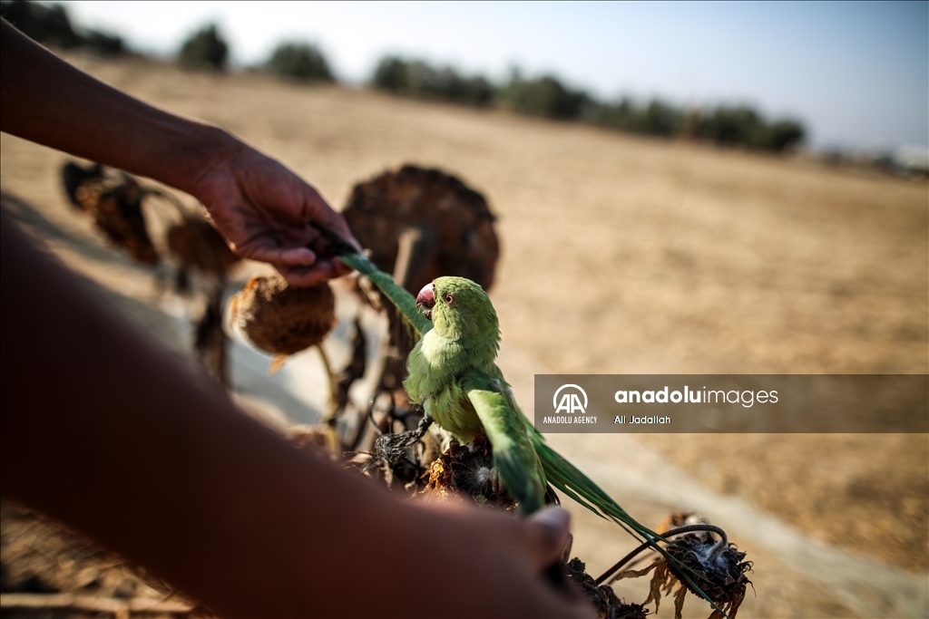 Bird hunting in Gaza - Anadolu Ajansı