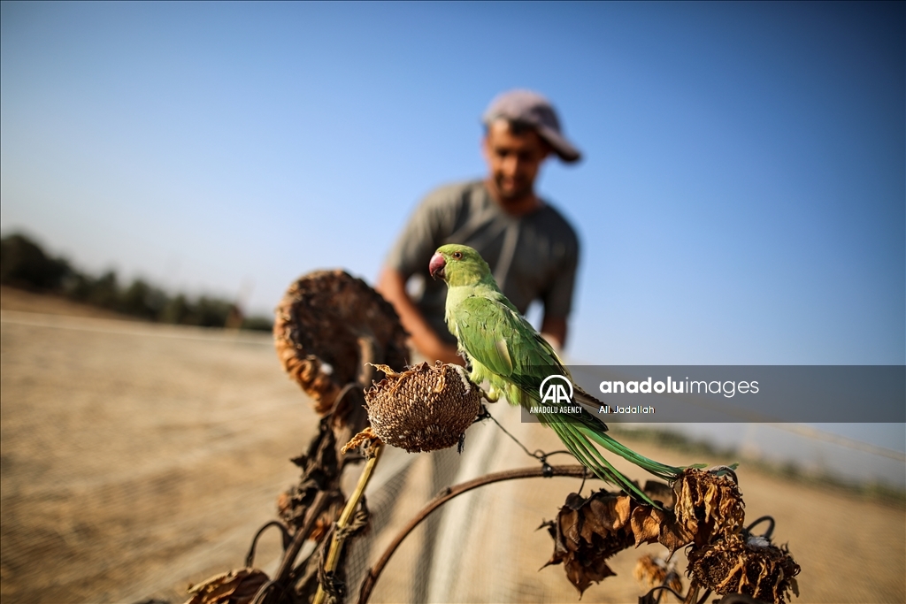 Bird hunting in Gaza - Anadolu Ajansı