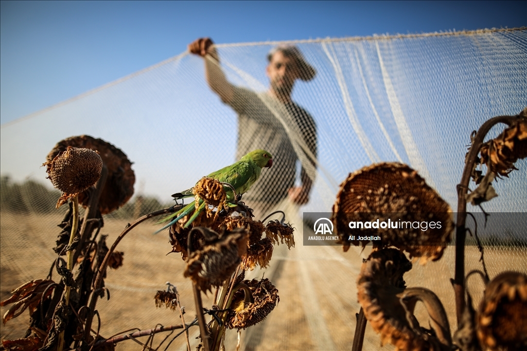Bird hunting in Gaza - Anadolu Ajansı