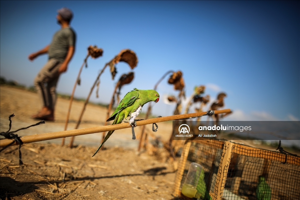 Bird hunting in Gaza - Anadolu Ajansı
