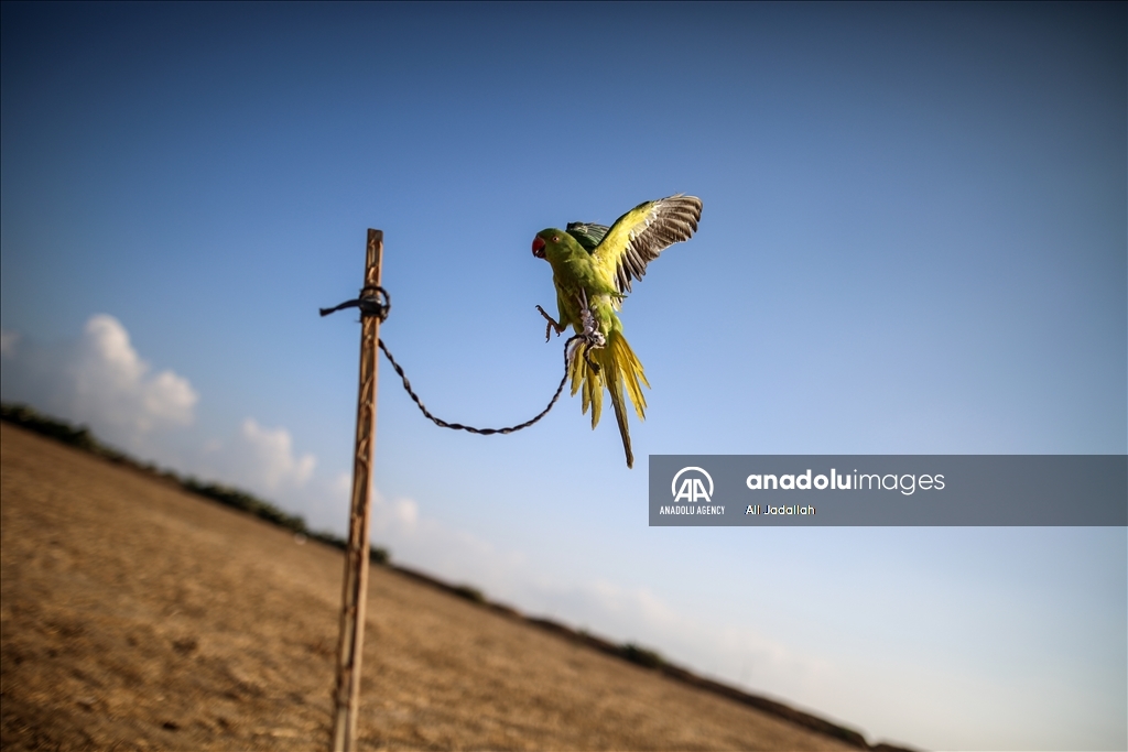 Bird hunting in Gaza - Anadolu Ajansı