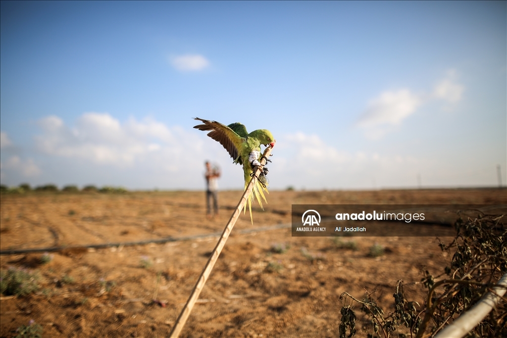 Bird hunting in Gaza - Anadolu Ajansı