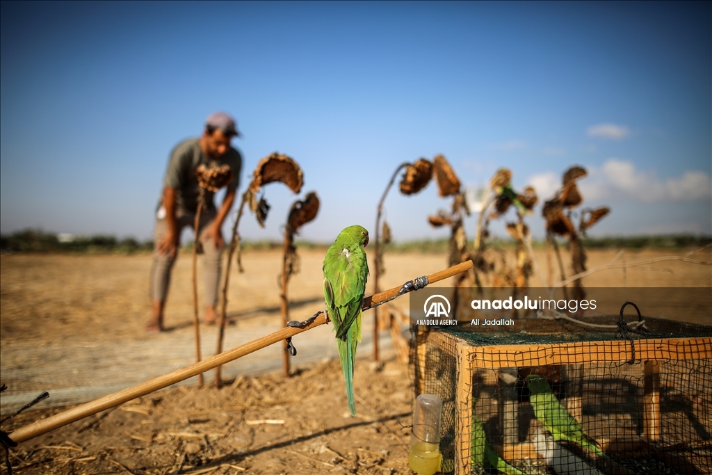 Bird hunting in Gaza - Anadolu Ajansı