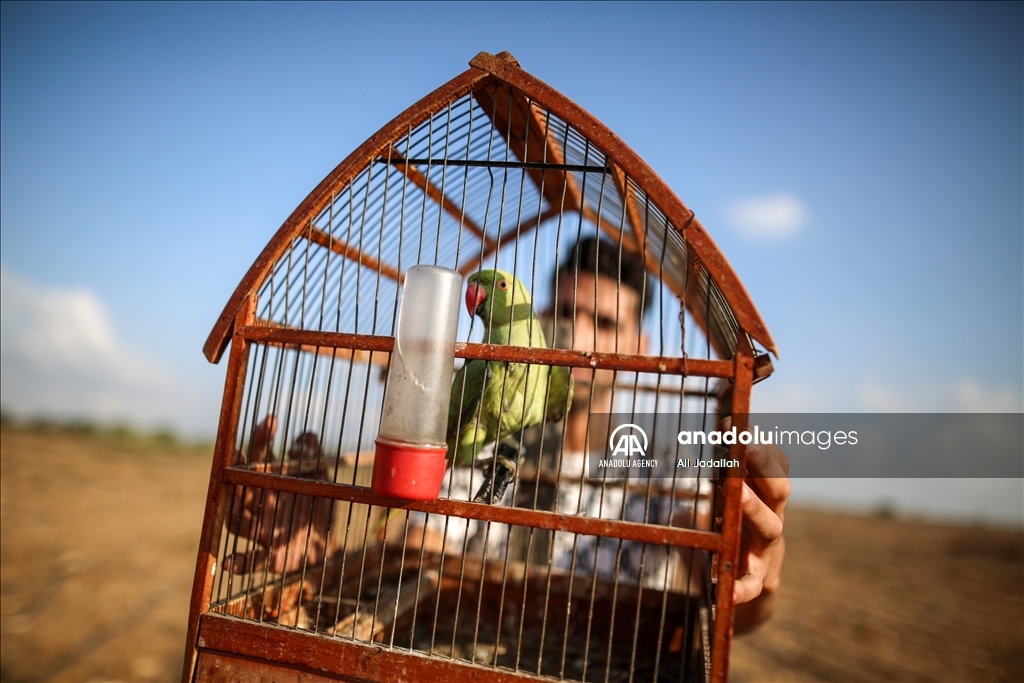 Bird hunting in Gaza - Anadolu Ajansı