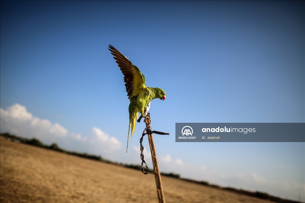 Bird hunting in Gaza - Anadolu Ajansı