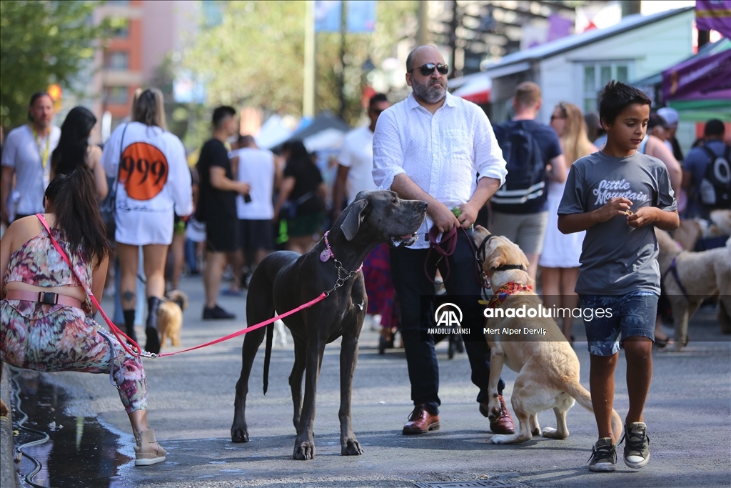 Kanada'da Köpek Günü Festivali - Anadolu Ajansı