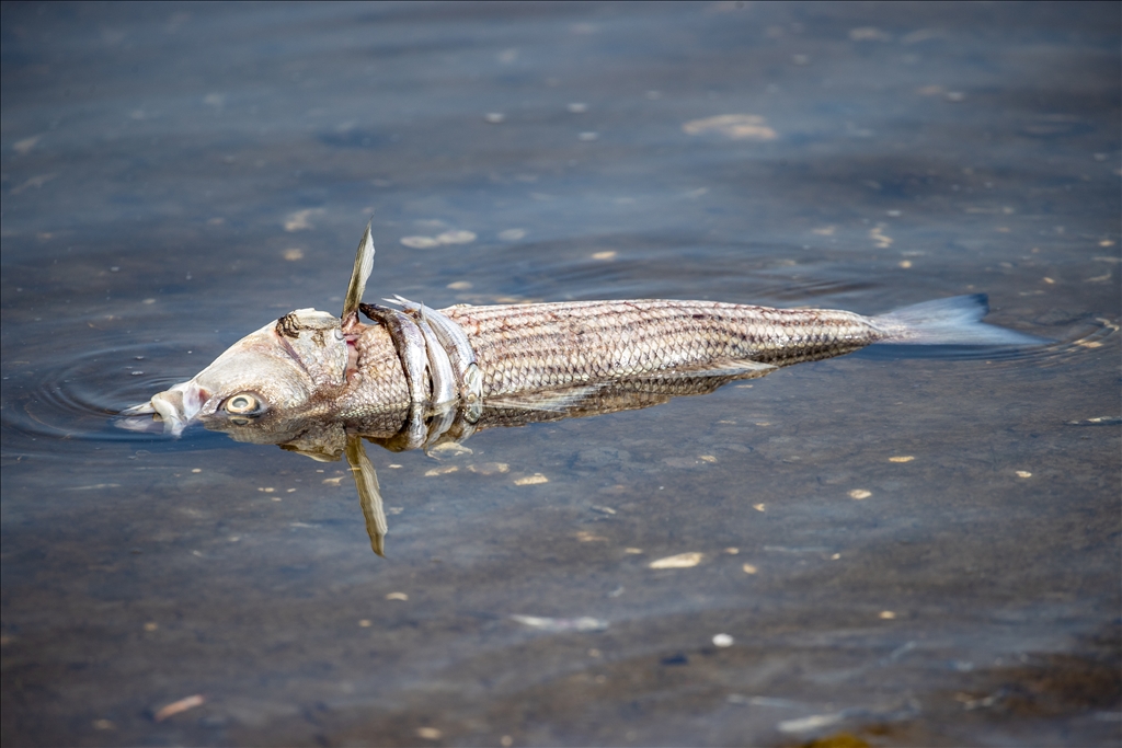 Thousands of dead fish around Oakland lake in California - Anadolu Ajansı