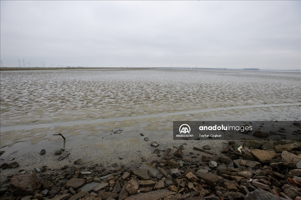 Thousands of dead fish around Oakland lake in California - Anadolu Ajansı