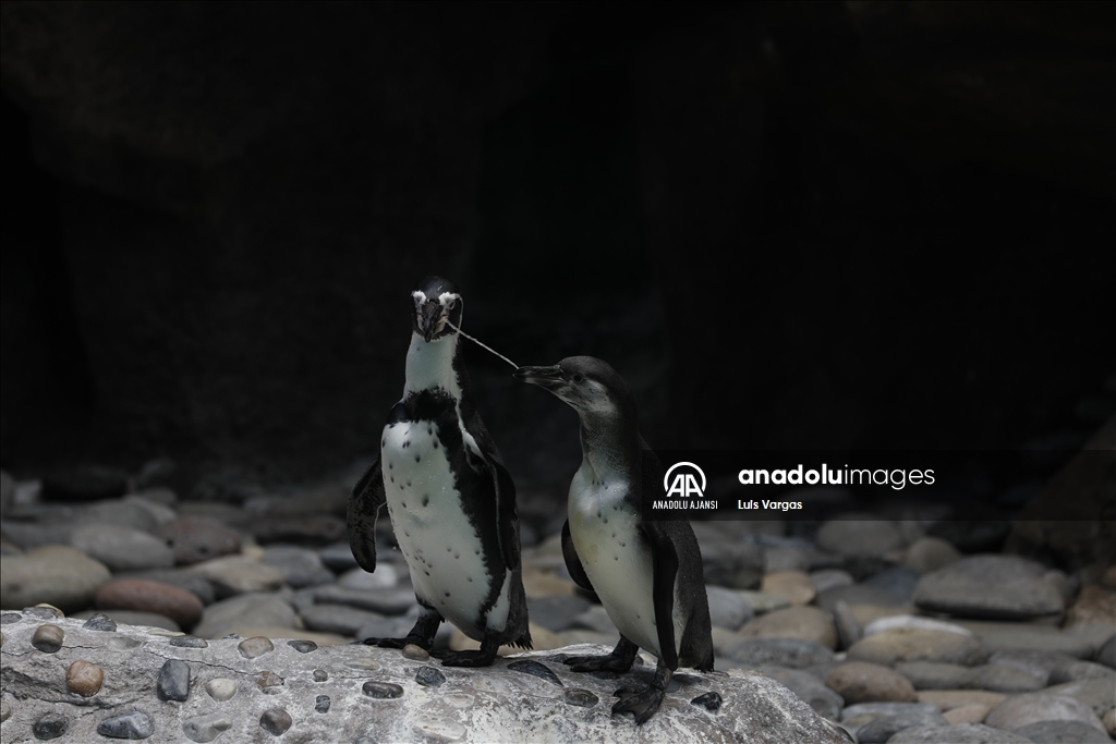 Guatemala'daki La Aurora Hayvanat Bahçesi'nde Humboldt penguini doğdu ...