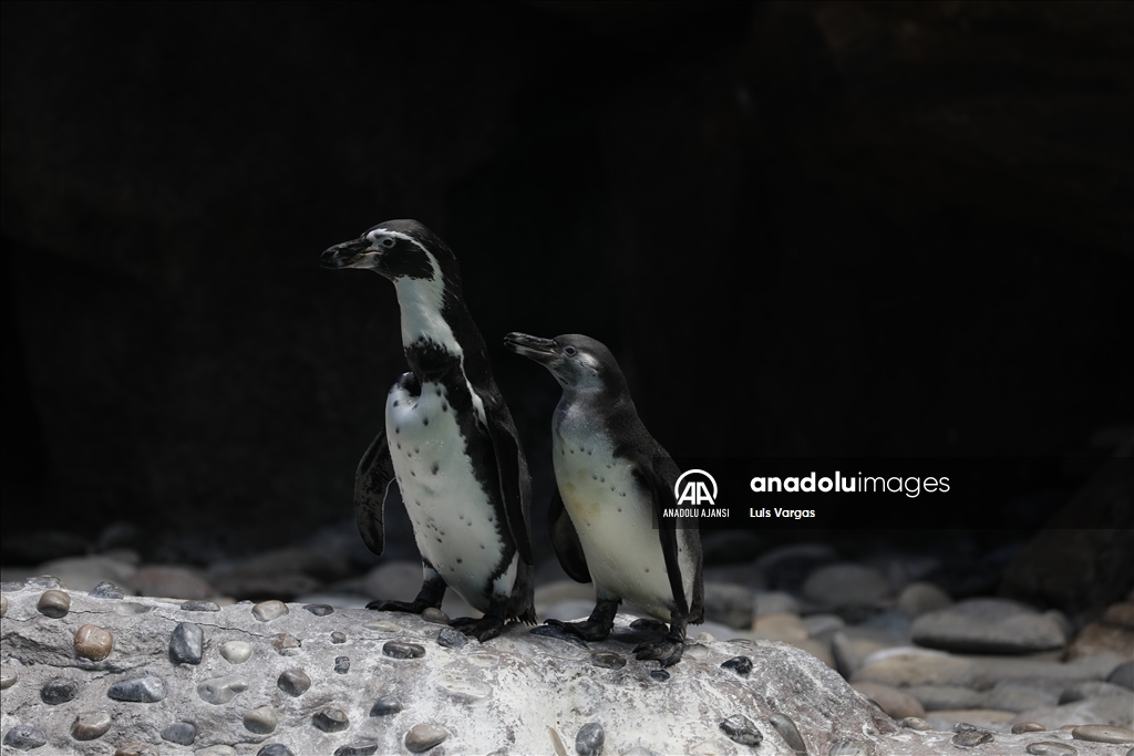 Guatemala'daki La Aurora Hayvanat Bahçesi'nde Humboldt penguini doğdu ...