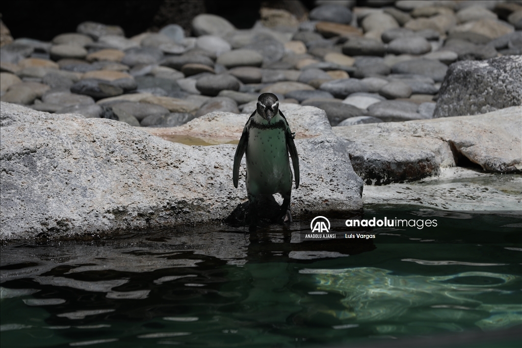 Guatemala'daki La Aurora Hayvanat Bahçesi'nde Humboldt penguini doğdu ...