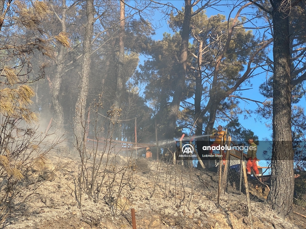 İzmir'de çıkan orman yangın kontrol altına alındı - Anadolu Ajansı