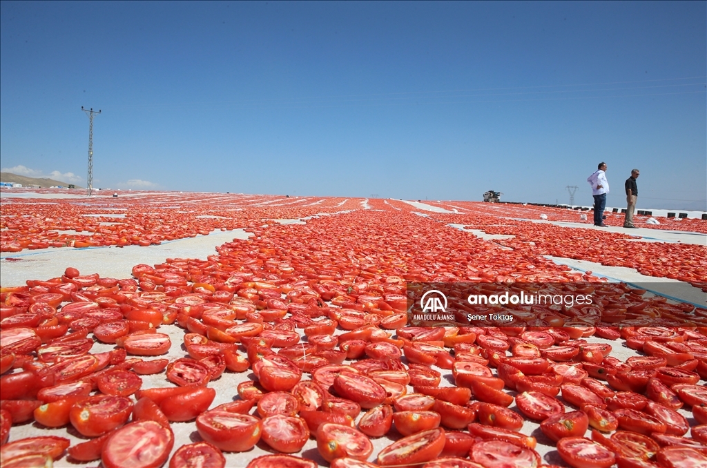 Nemrut Dağı eteklerinde üretilen domateslerin bir kısmı kurutularak ...