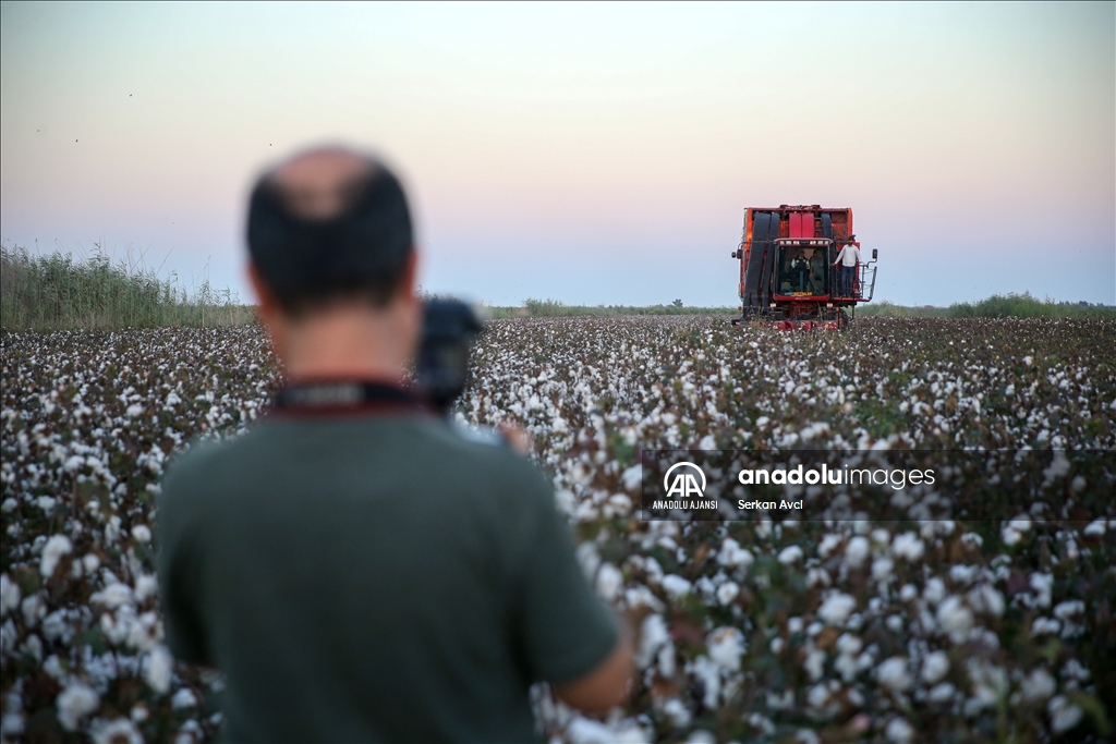 Adana'da pamuk hasadı etkinliği düzenlendi - Anadolu Ajansı
