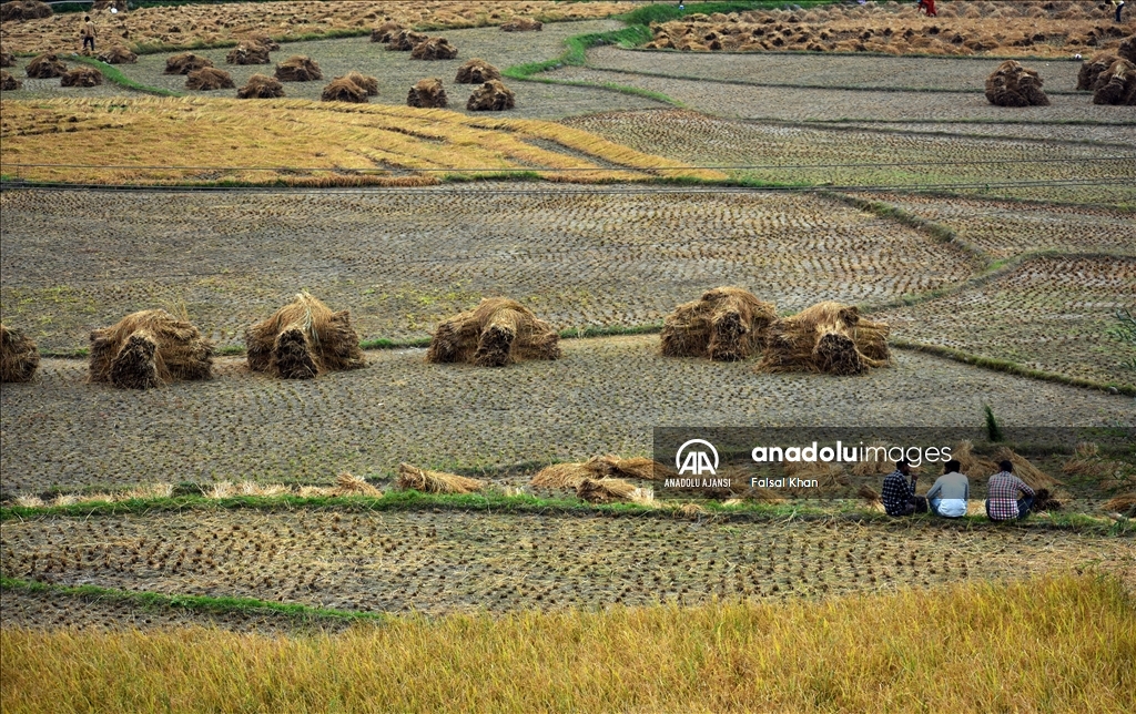 Hindistan'da pirinç hasadı - Anadolu Ajansı