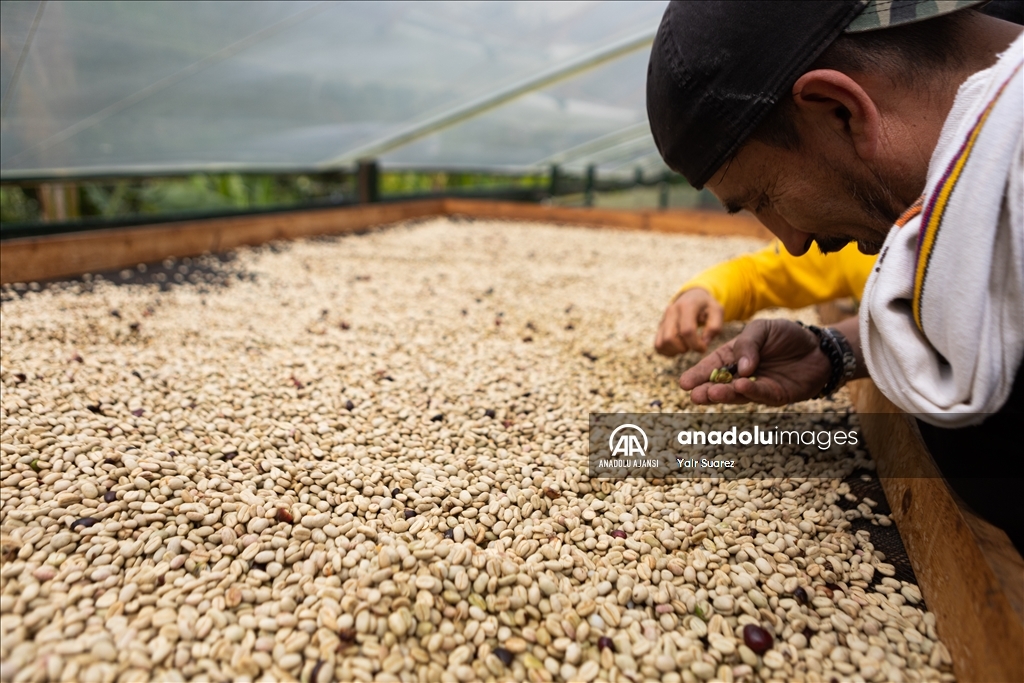Kolombiya'da Uluslararası Kahve Günü - Anadolu Ajansı