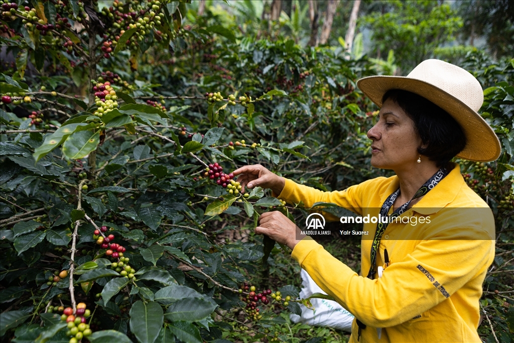 Kolombiya'da Uluslararası Kahve Günü - Anadolu Ajansı