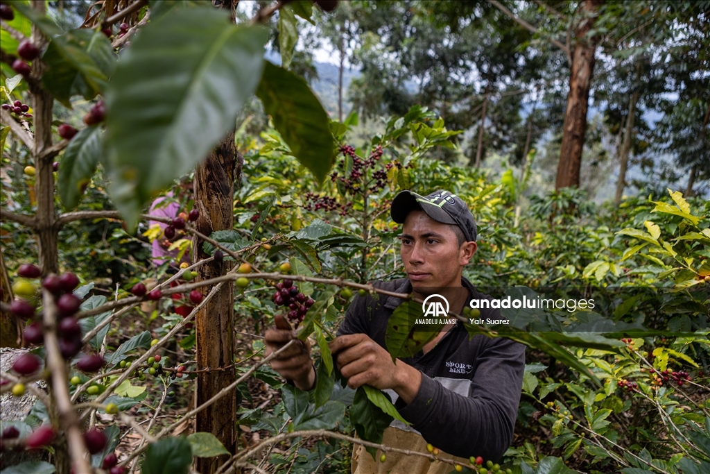 Kolombiya'da Uluslararası Kahve Günü - Anadolu Ajansı