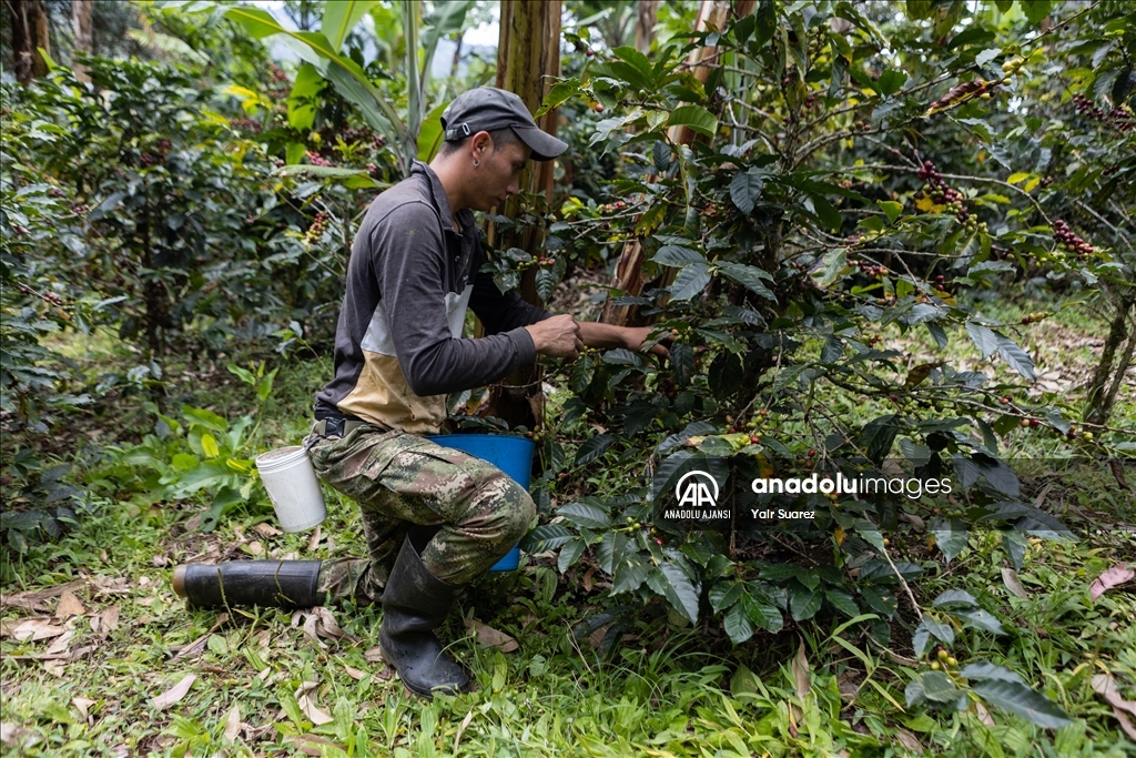 Kolombiya'da Uluslararası Kahve Günü - Anadolu Ajansı