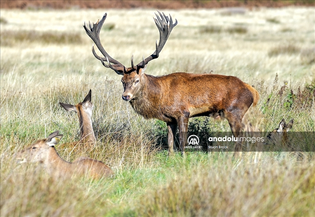 Natural Life in London's Richmond Park: Stags and birds - Anadolu Ajansı
