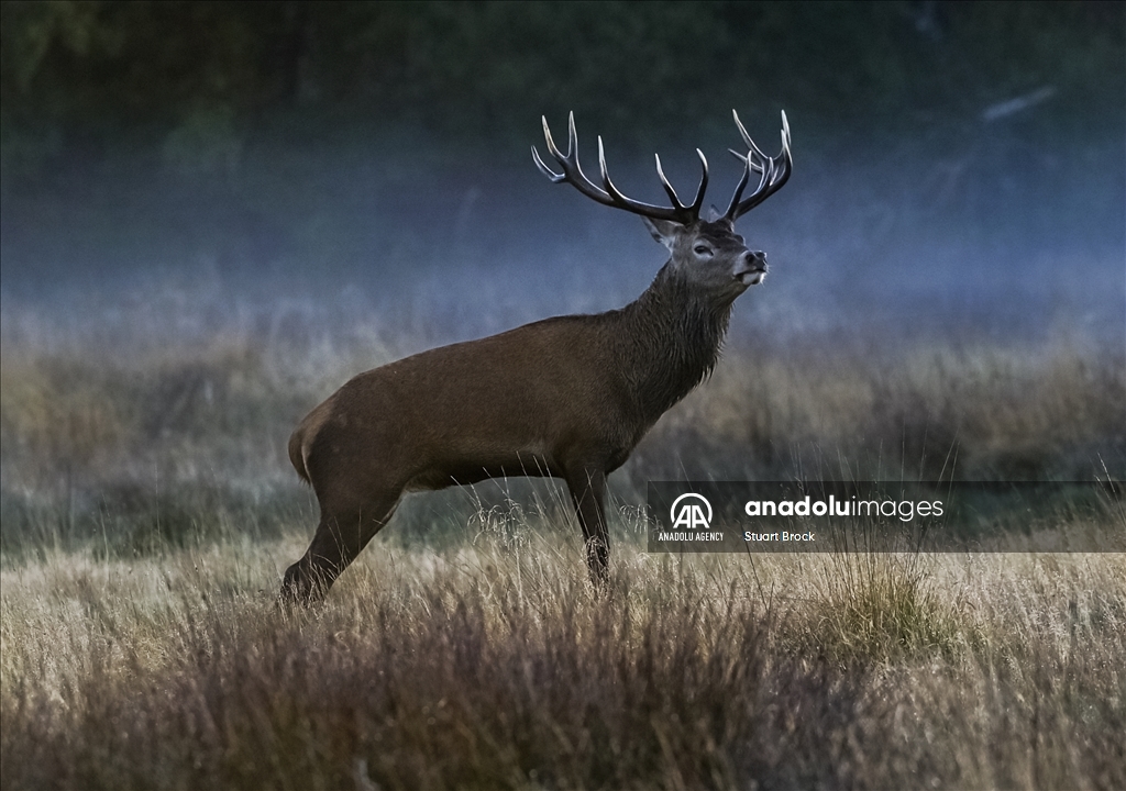 Natural Life in London's Richmond Park: Stags and birds - Anadolu Ajansı