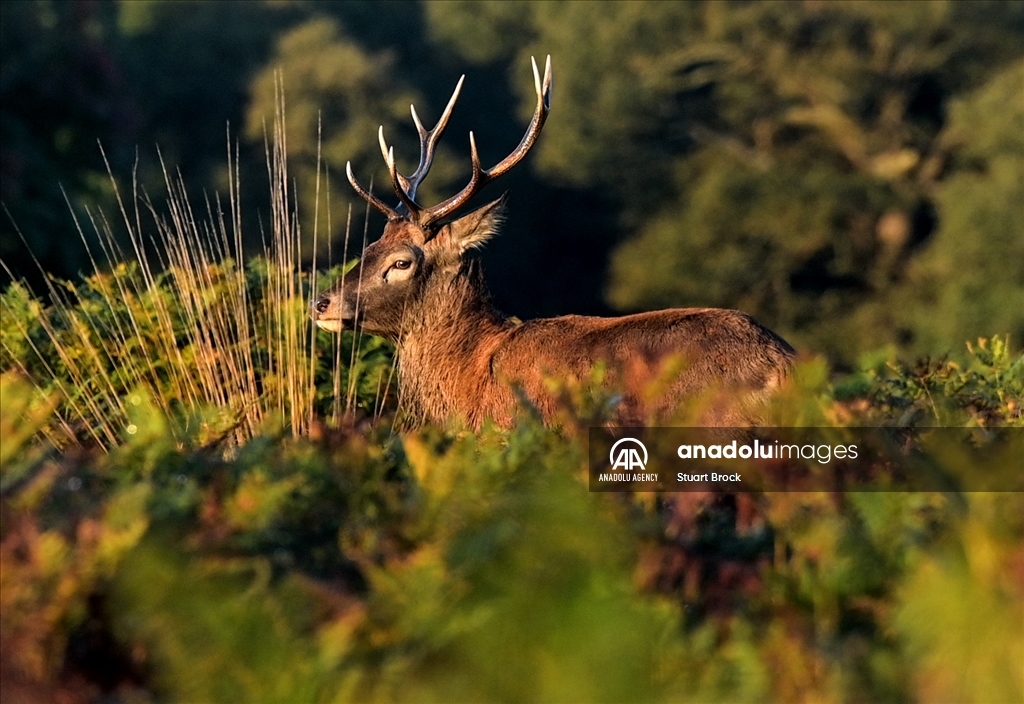 Natural Life in London's Richmond Park: Stags and birds - Anadolu Ajansı