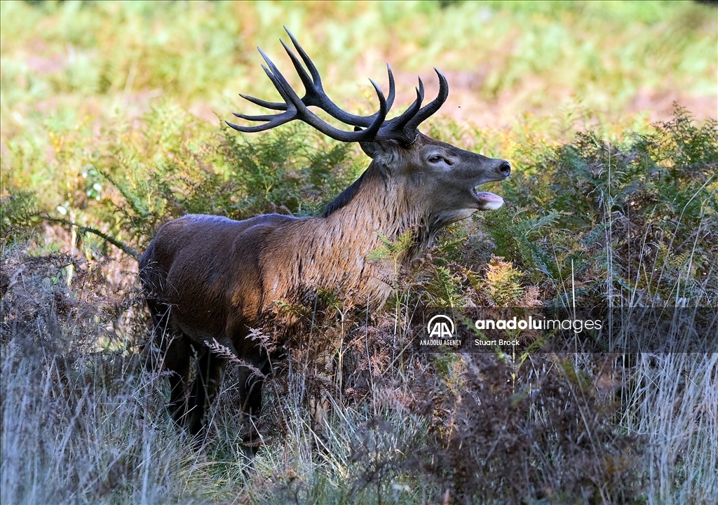 Natural Life in London's Richmond Park: Stags and birds - Anadolu Ajansı