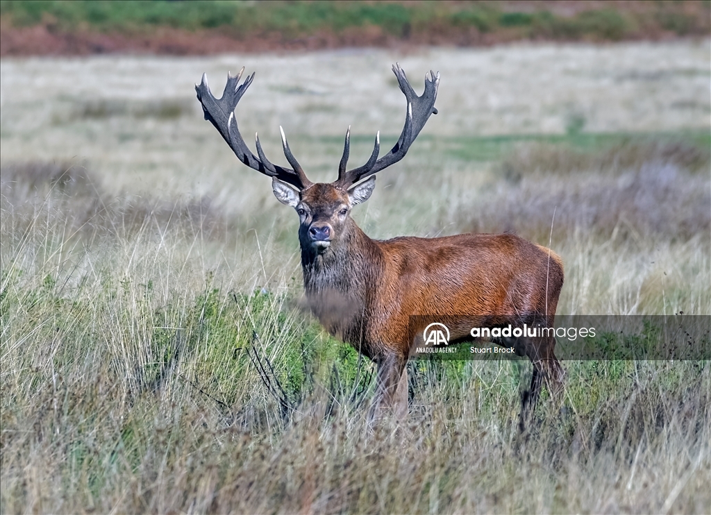 Natural Life in London's Richmond Park: Stags and birds - Anadolu Ajansı