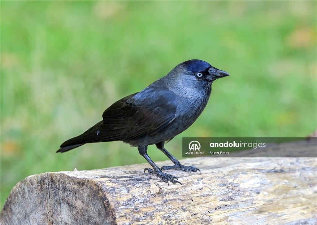 Natural Life in London's Richmond Park: Stags and birds - Anadolu Ajansı